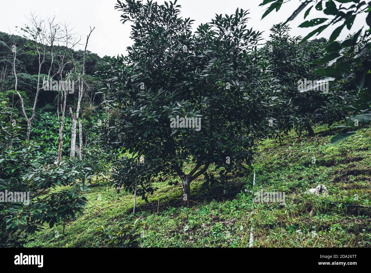 Avocado from a tree in a green garden Avocado on the farm Stock Photo ...