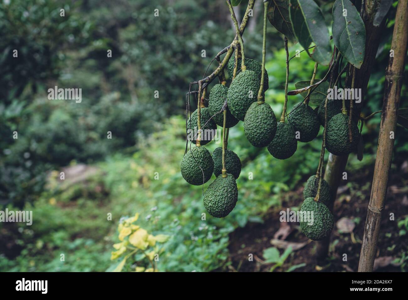 Avocado from a tree in a green garden Avocado on the farm Stock Photo ...