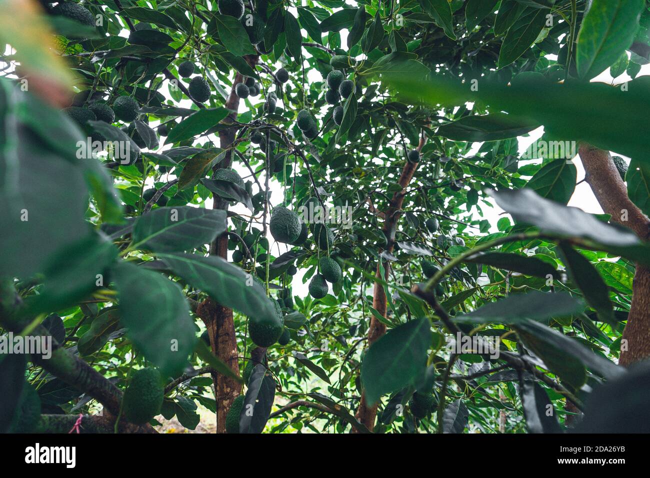 Avocado from a tree in a green garden Avocado on the farm Stock Photo ...