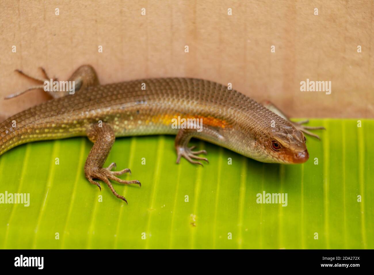 close up of a common sun skink on the ground in bali Stock Photo - Alamy