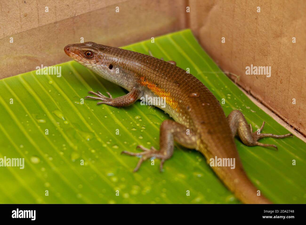 Balinese Skink. Lizard Eutropis multifasciata on a wet green leaf ...