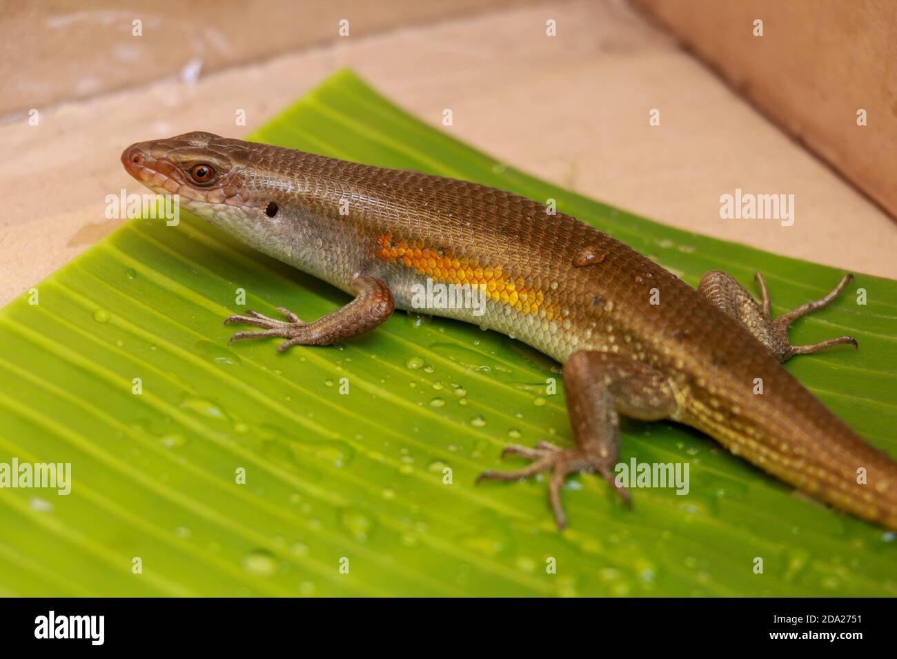 Balinese Skink. Lizard Eutropis multifasciata on a wet green leaf ...