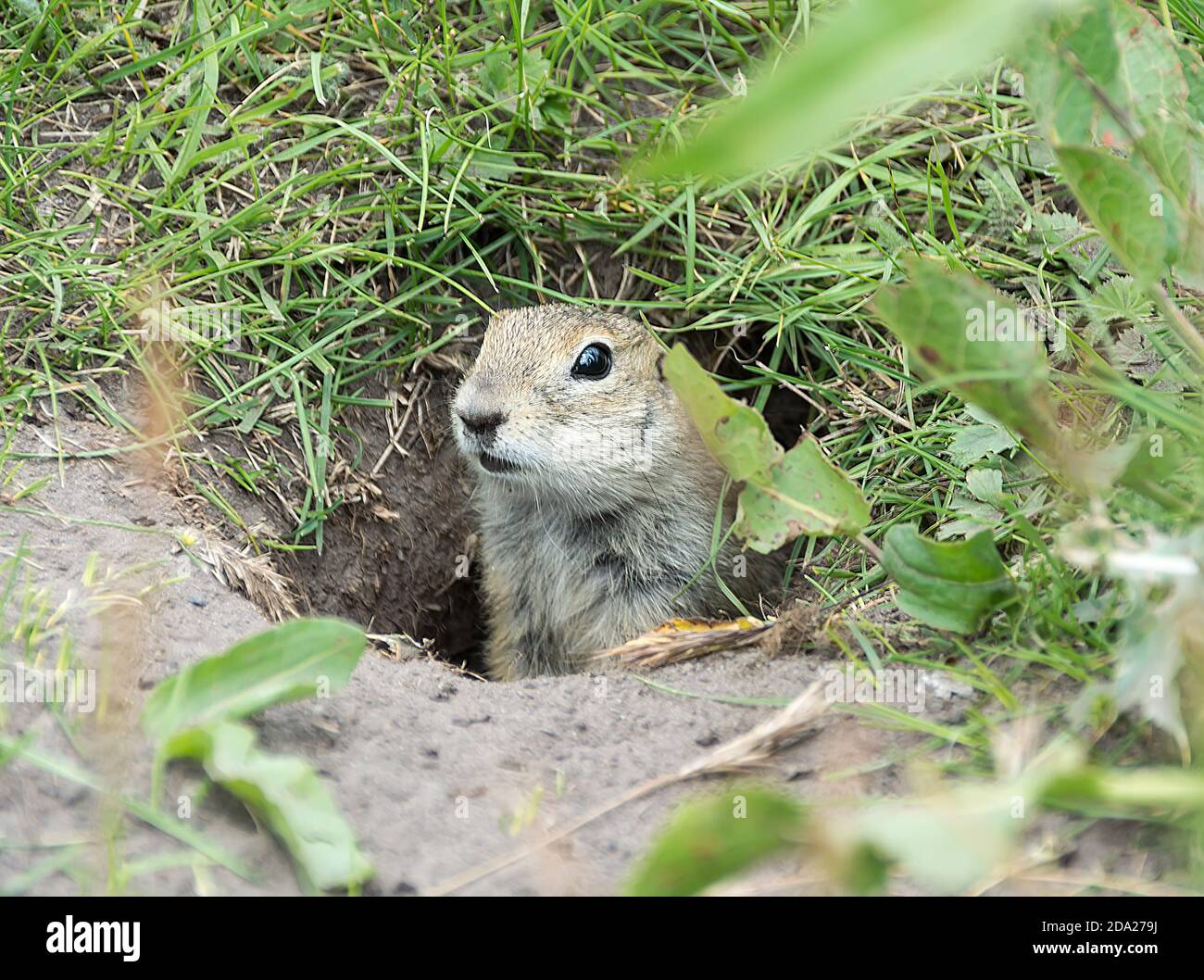 Gopher looks out of the hole in grass Stock Photo - Alamy