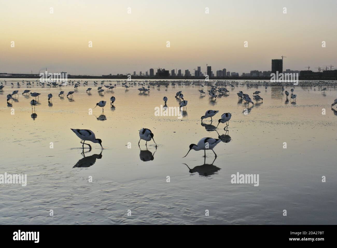 Lianyungang, China. 08th Nov, 2020. A flock of recurvirostra avosettas ...