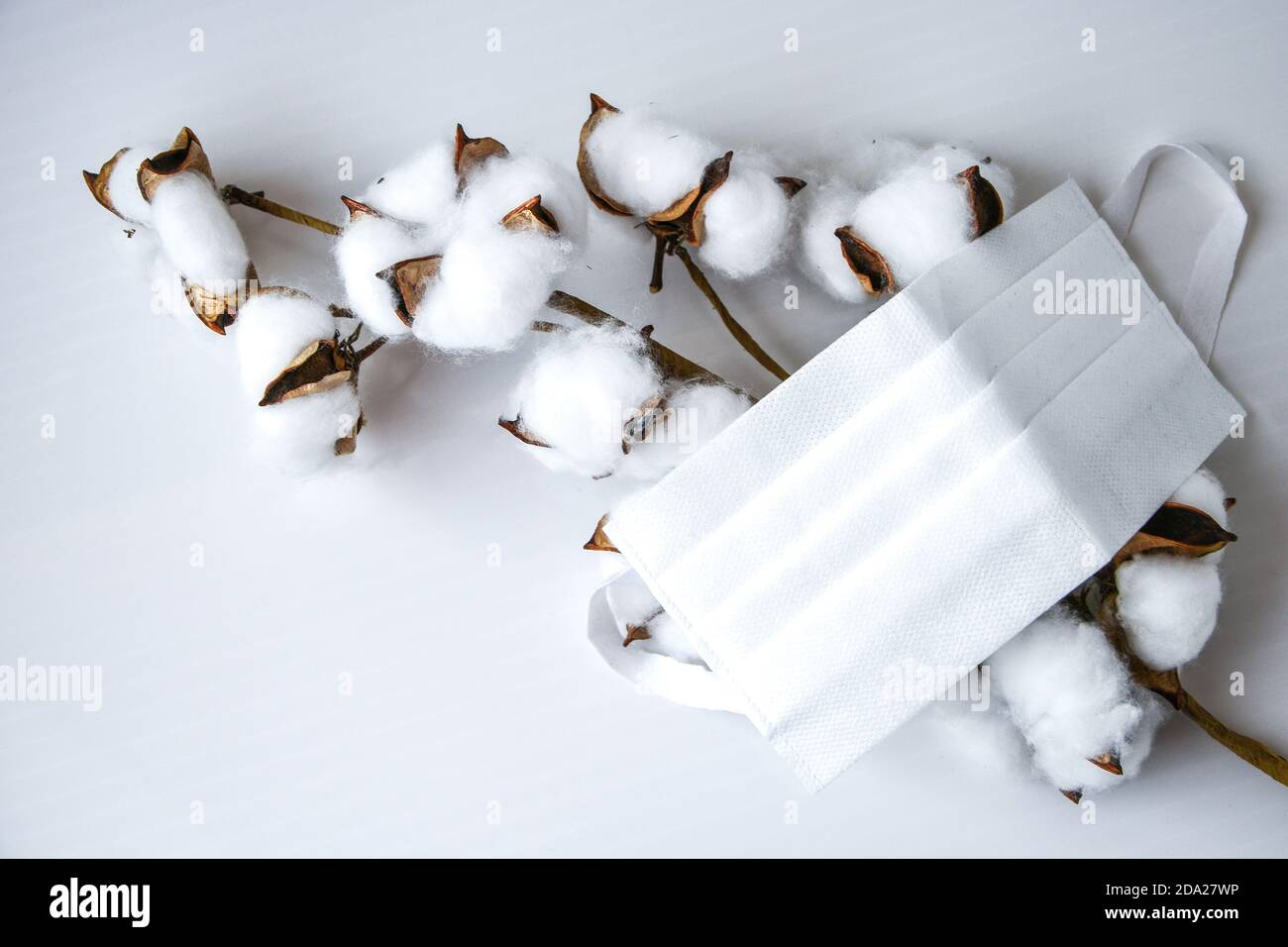 Cotton plant flower with protective medical white face mask on white ...