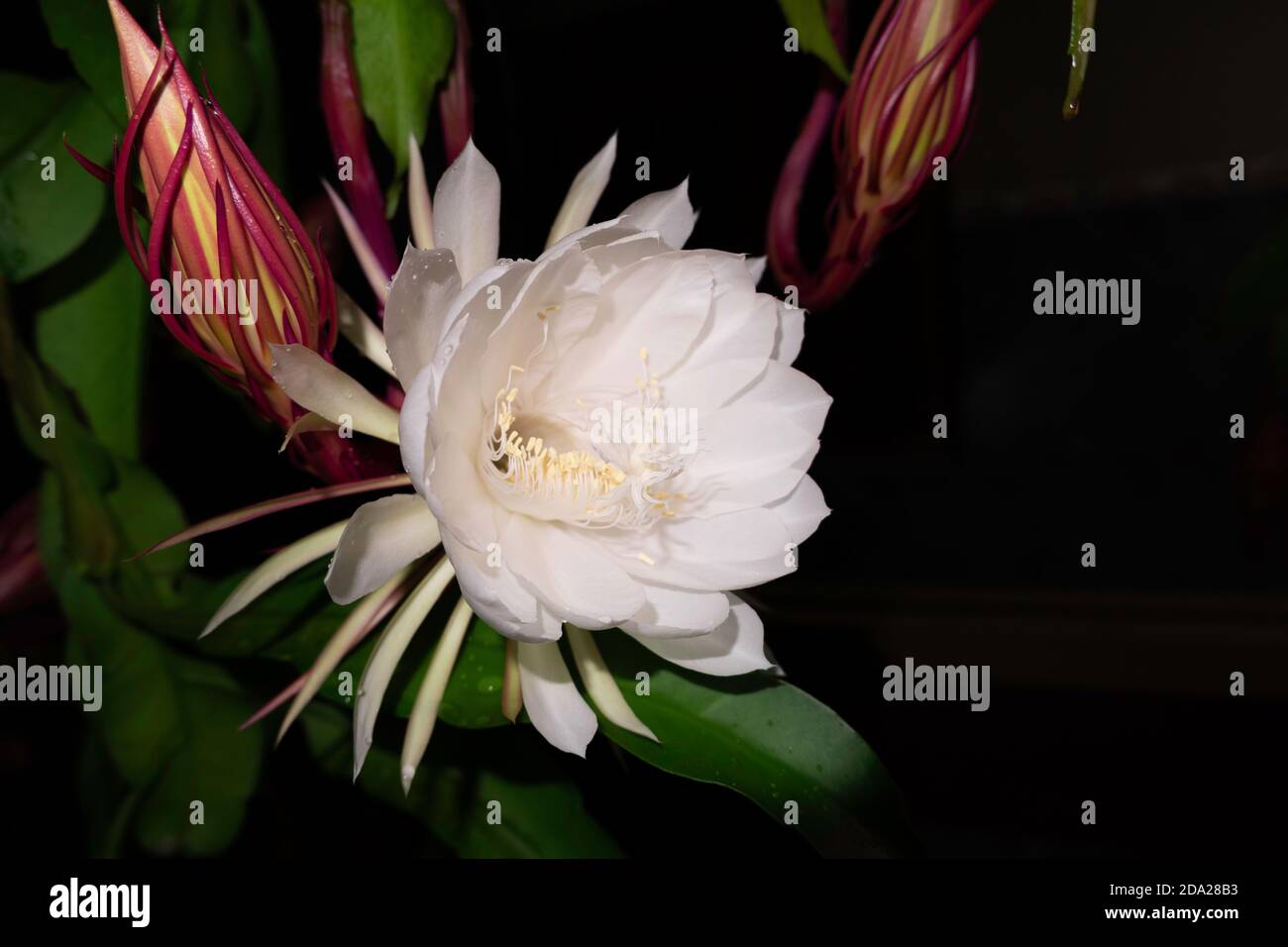 Wijaya kusuma plant hi-res stock photography and images - Alamy