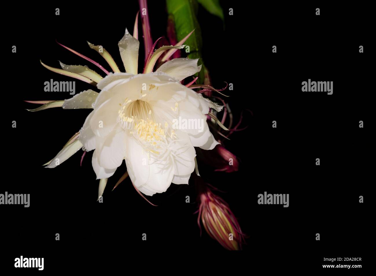 Wijaya kusuma plant hi-res stock photography and images - Alamy