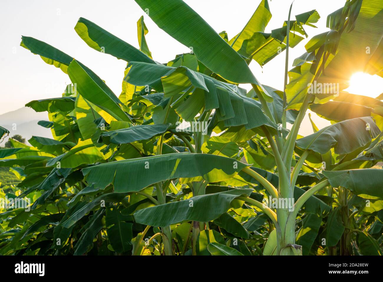 Organic Banana Field with Fresh Bananas. Organic fields background ...