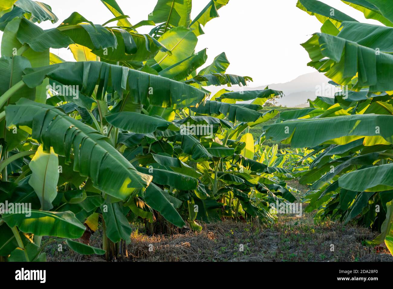 Organic Banana Field with Fresh Bananas. Organic fields background ...