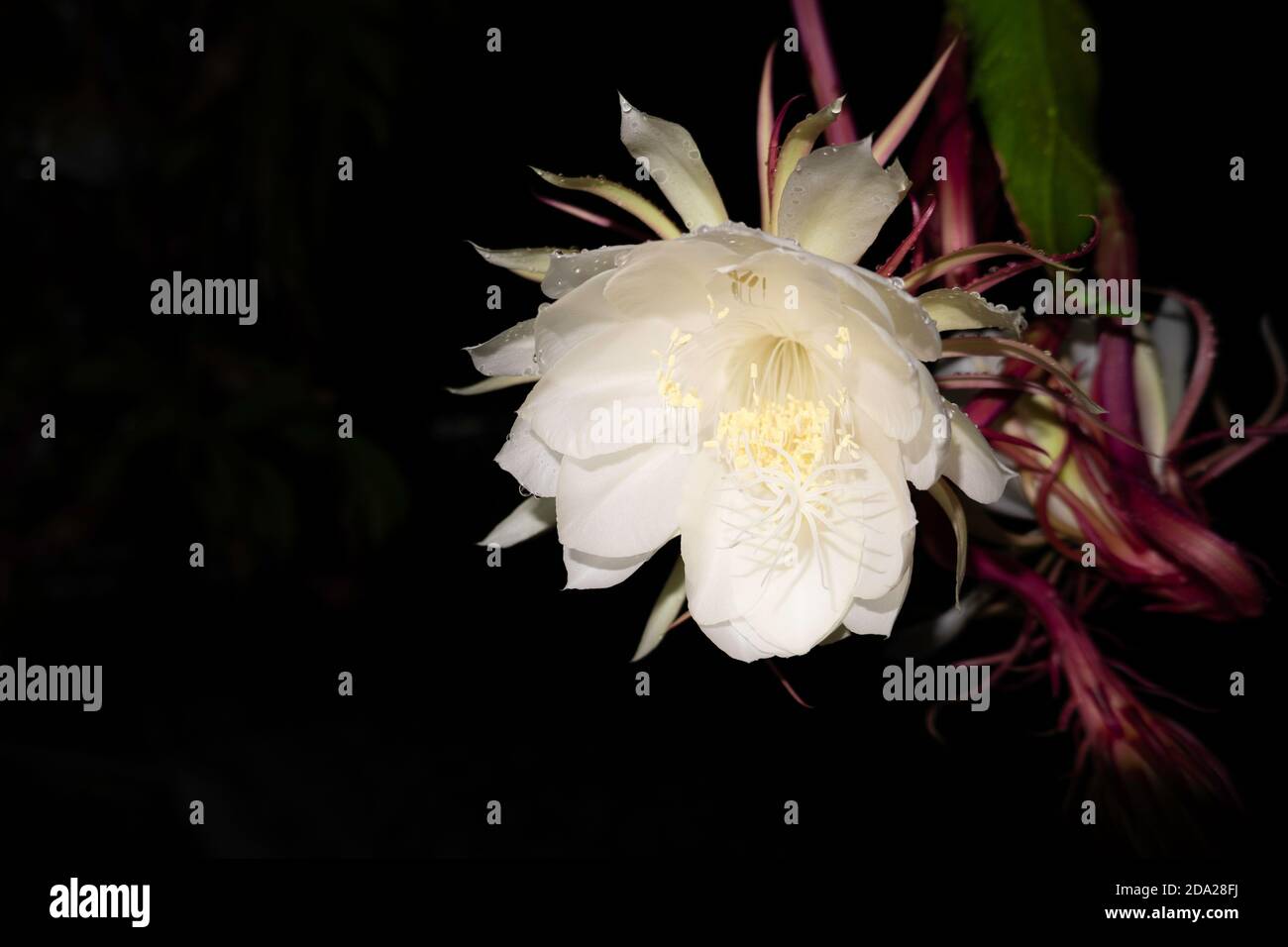 Wijaya kusuma plant hi-res stock photography and images - Alamy