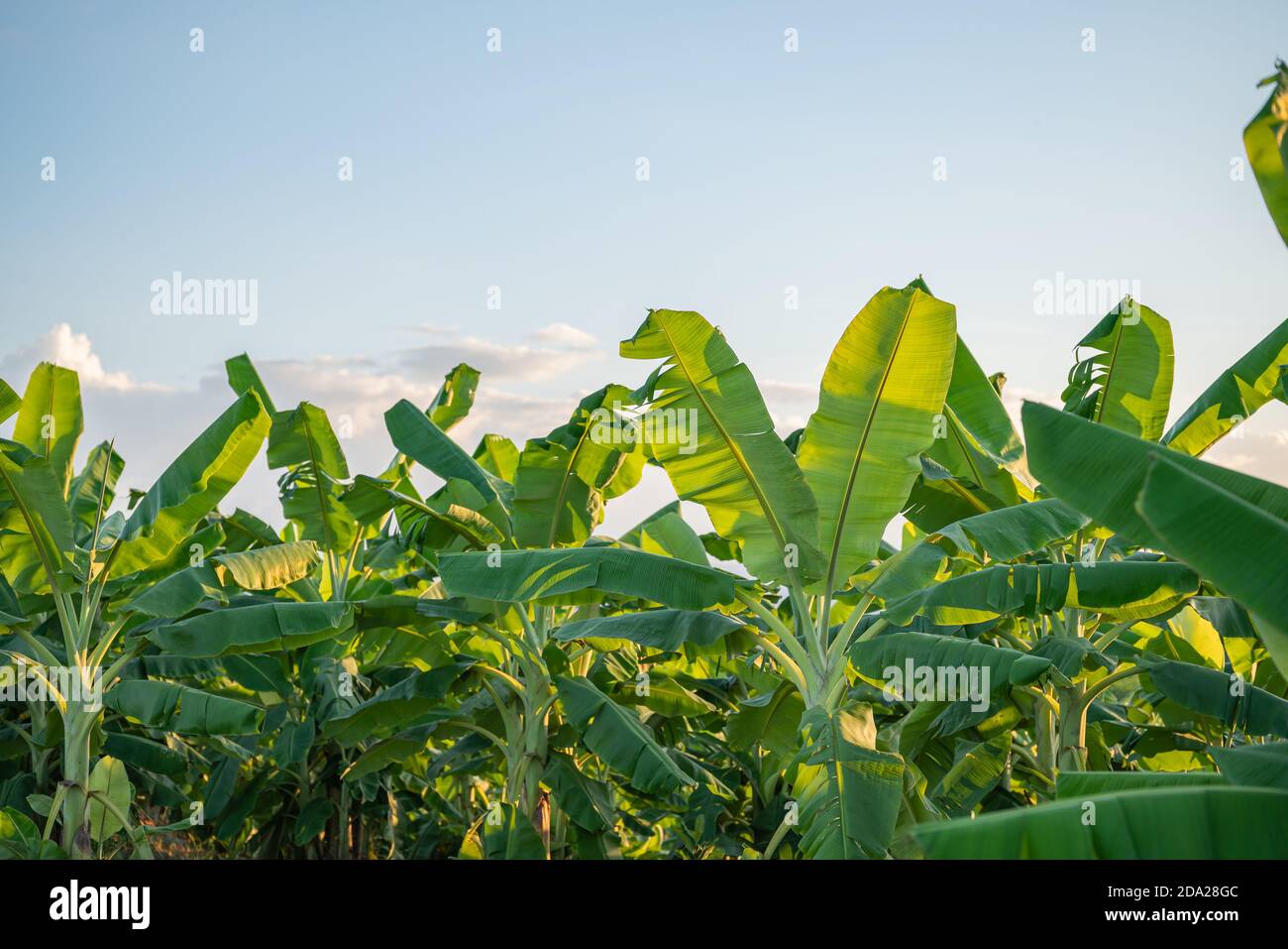 Organic Banana Field with Fresh Bananas. Organic fields background ...