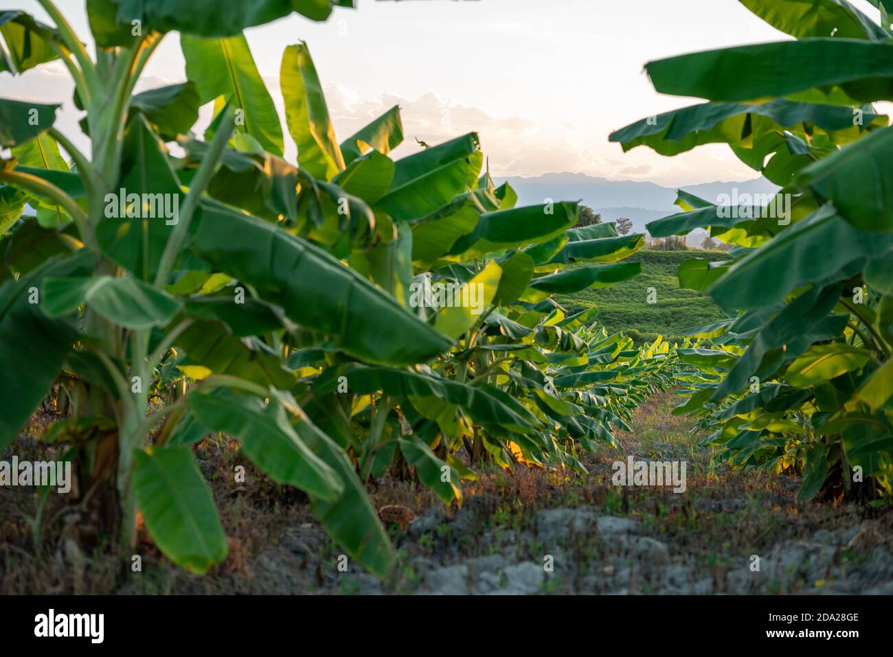 Organic Banana Field with Fresh Bananas. Organic fields background ...