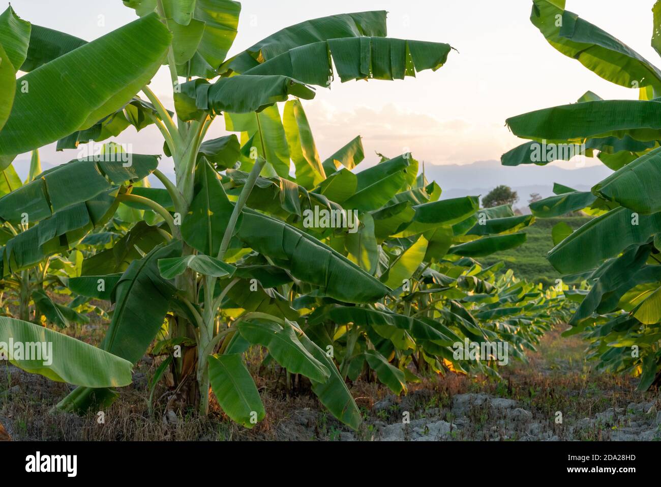 Organic Banana Field with Fresh Bananas. Organic fields background ...
