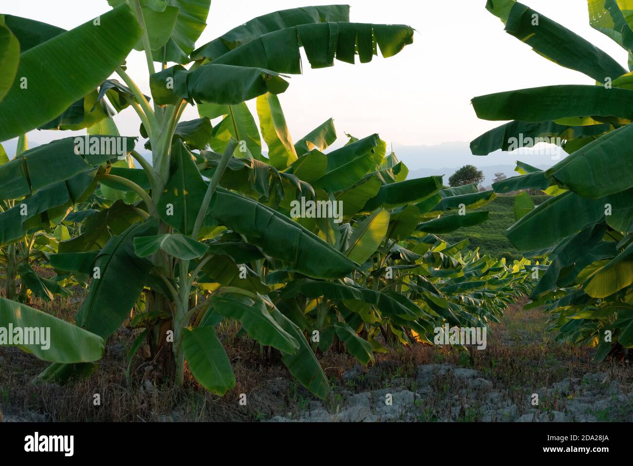 Organic Banana Field with Fresh Bananas. Organic fields background ...