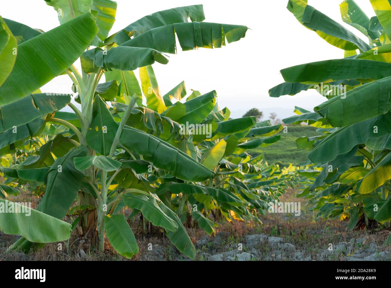 Organic Banana Field with Fresh Bananas. Organic fields background ...