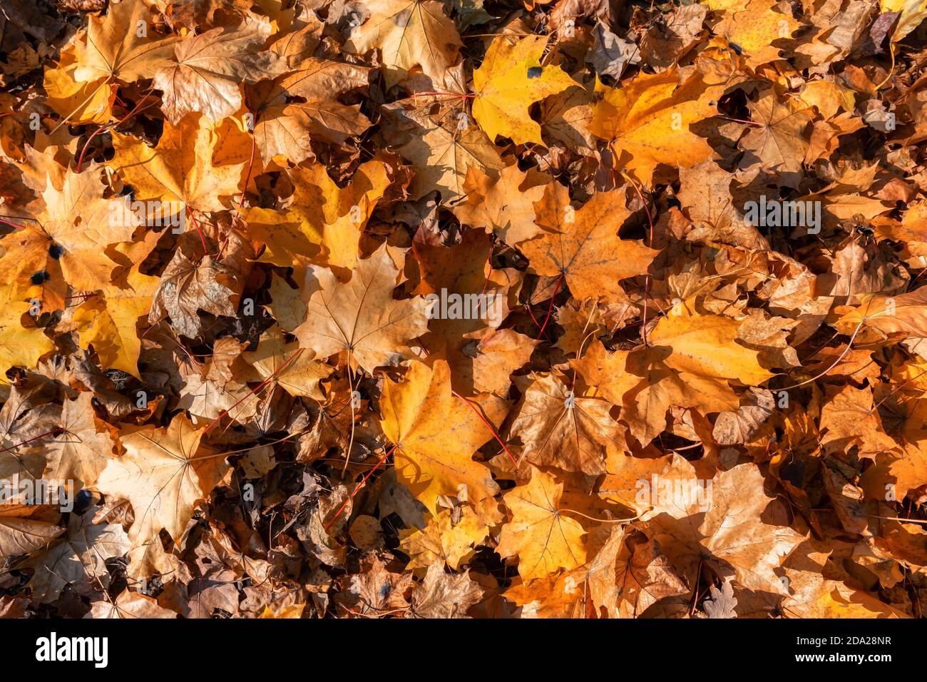 Gold and orange foliage hi-res stock photography and images - Alamy