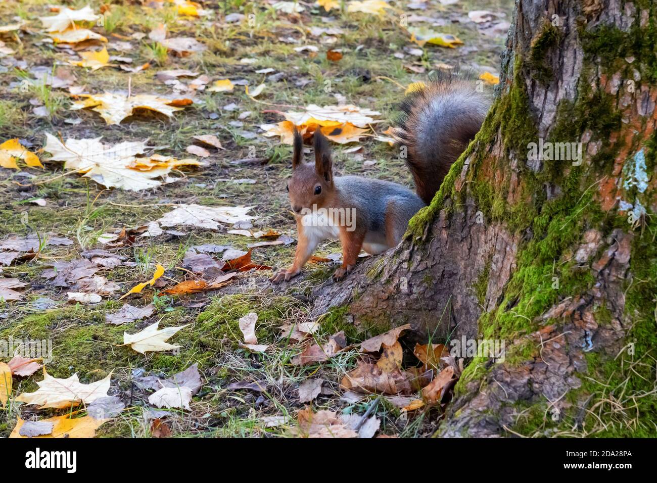 Squirrel autumn tree hi-res stock photography and images - Alamy