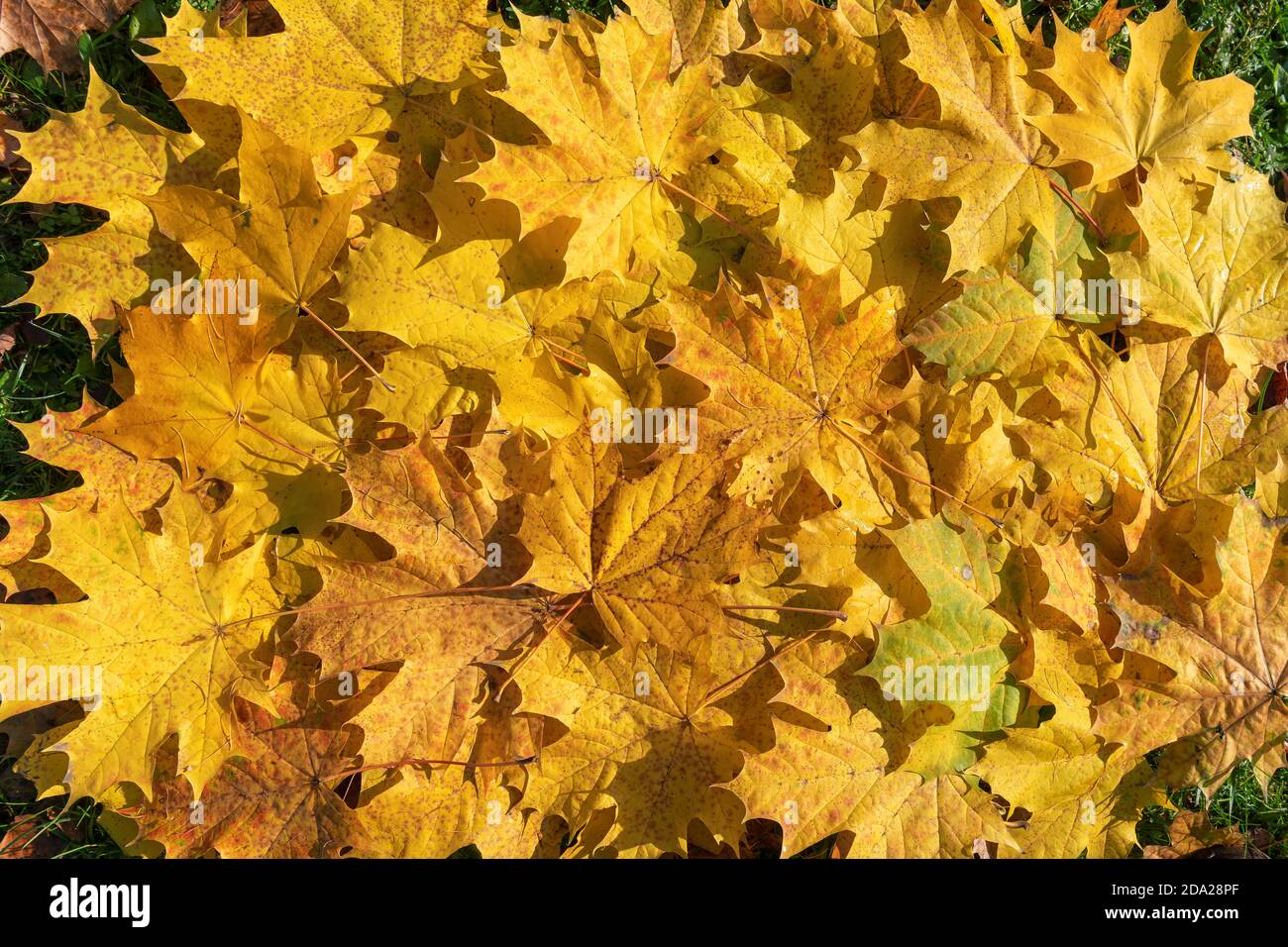Golden autumn leaves background Stock Photo - Alamy