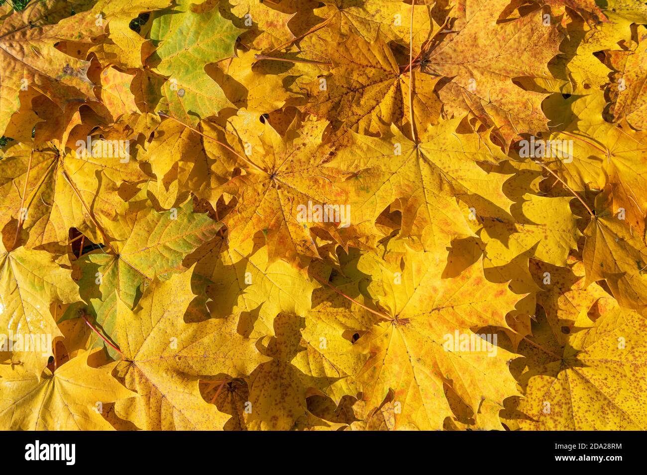 Gold leaves texture hi-res stock photography and images - Alamy