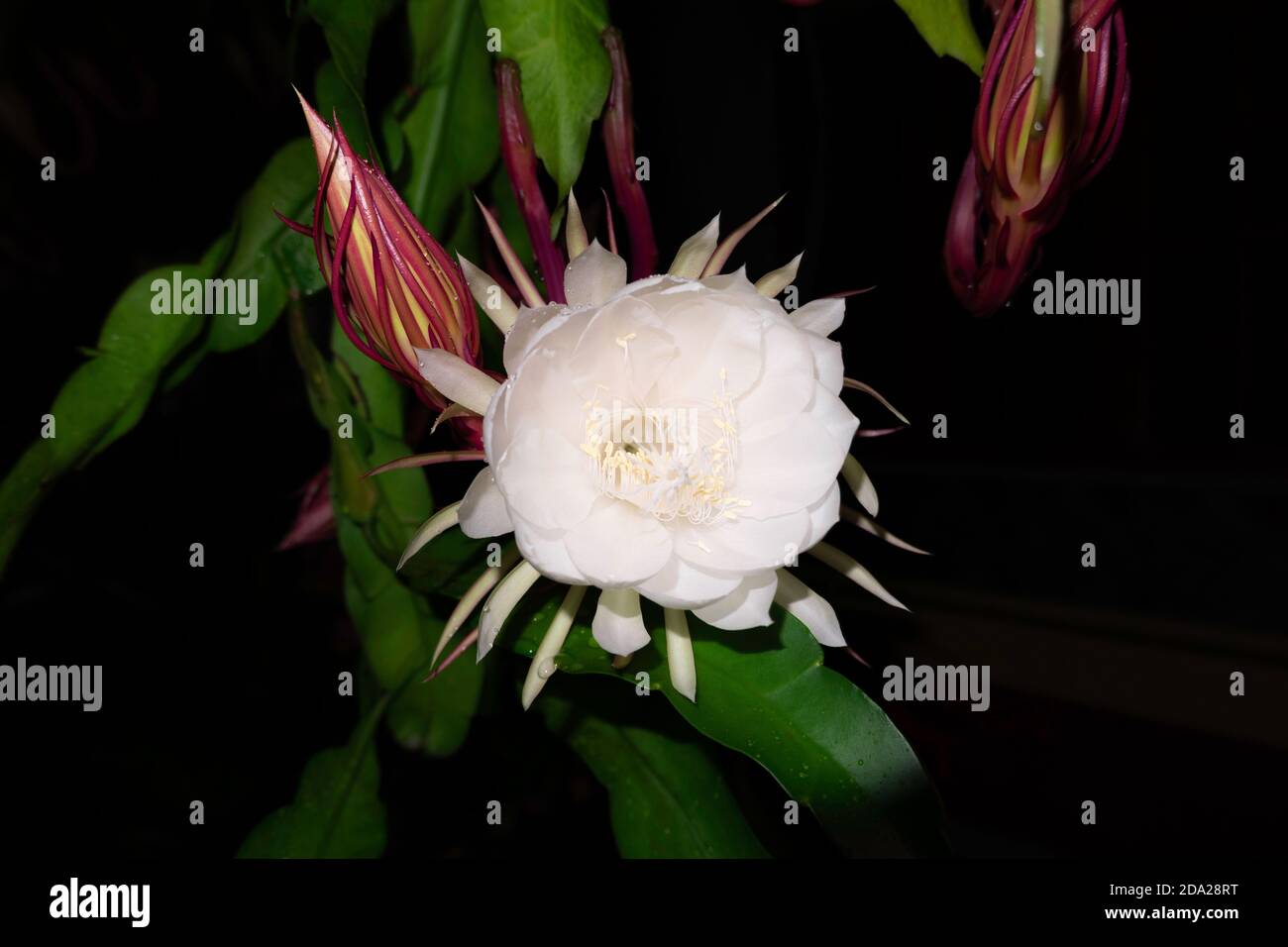 Wijaya kusuma plant hi-res stock photography and images - Alamy