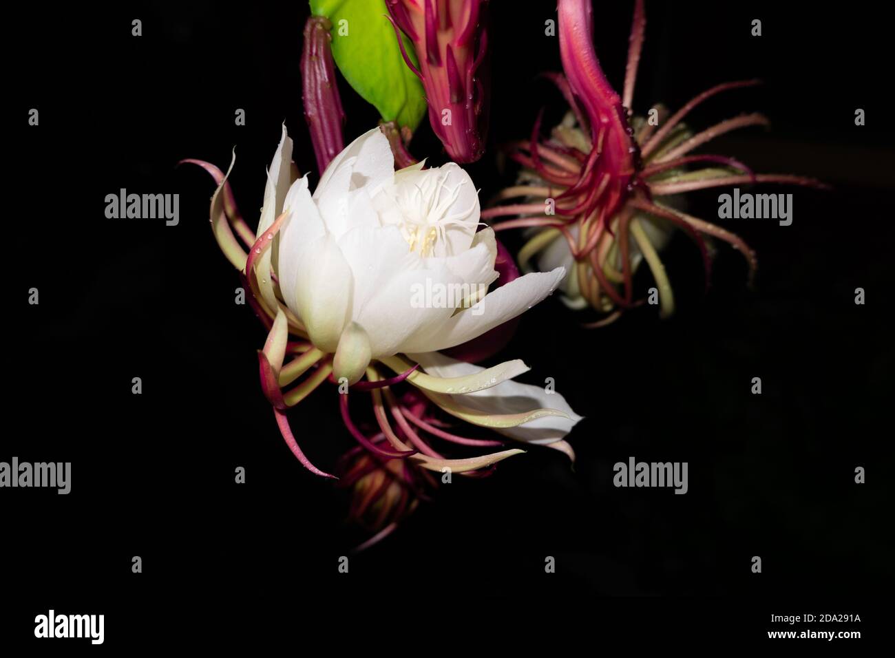 Wijaya kusuma plant hi-res stock photography and images - Alamy