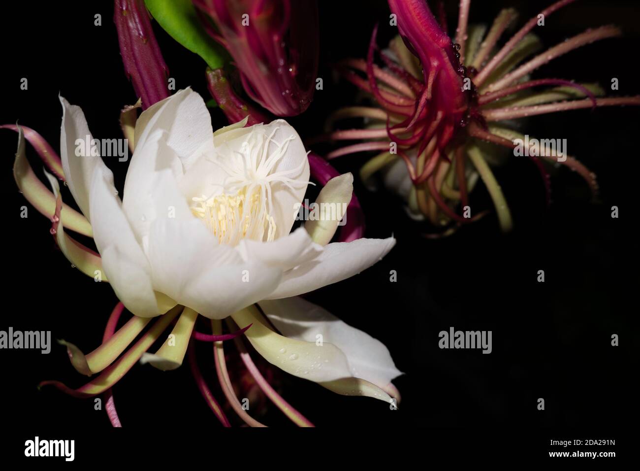 Wijaya kusuma plant hi-res stock photography and images - Alamy