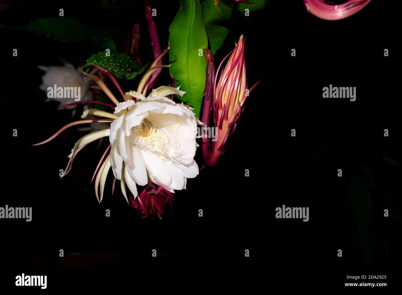 The Wijaya Kusuma (Epiphyllum Anguliger) flower blooms at midnight on a ...
