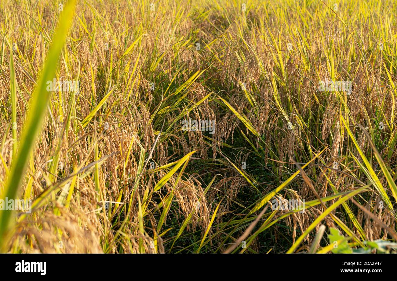 Rice in the paddy field that is ready for harvest in the evening Stock ...