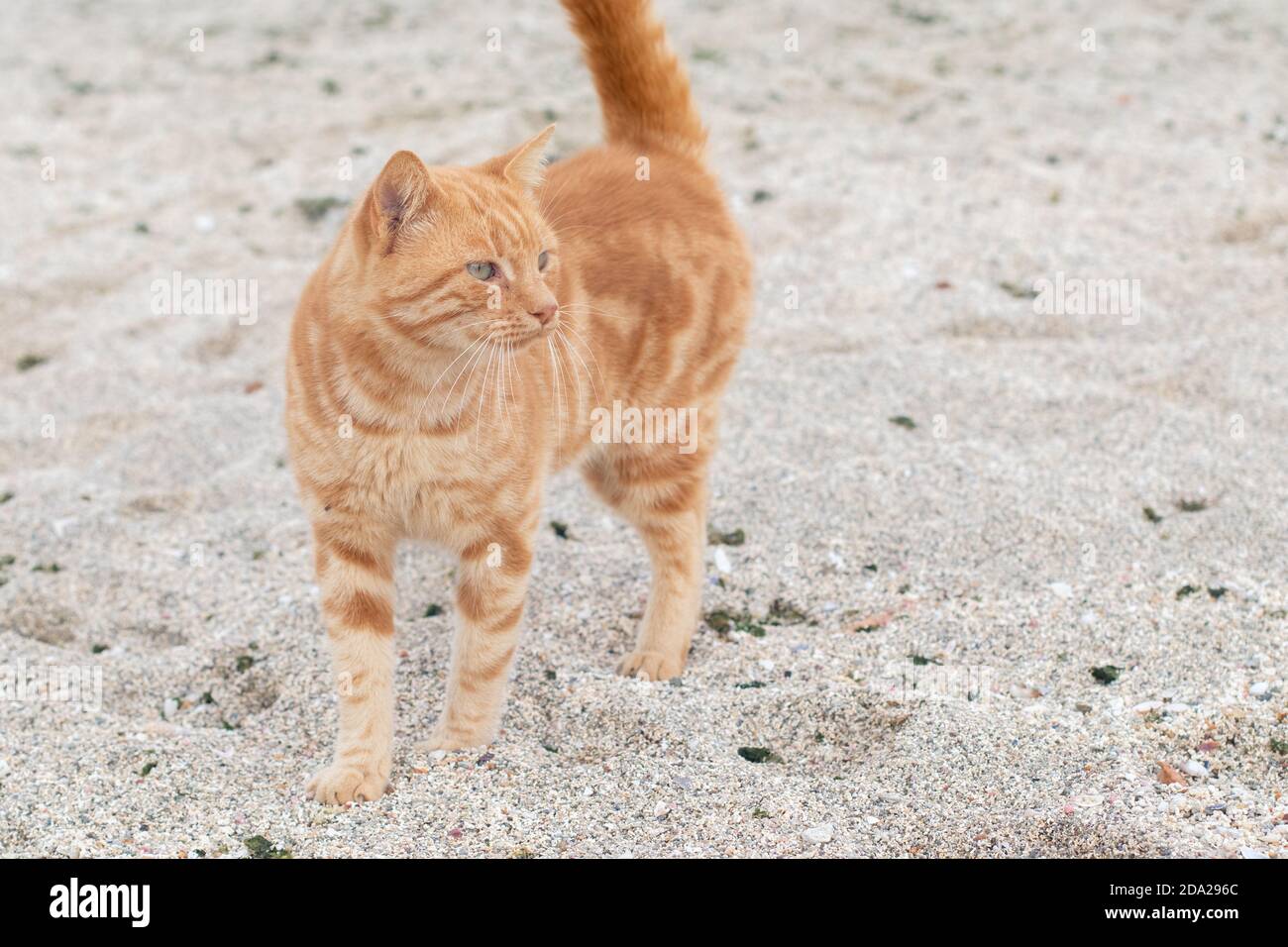 Ginger cat on the beach. Homeless cat walks on the sand Stock Photo - Alamy