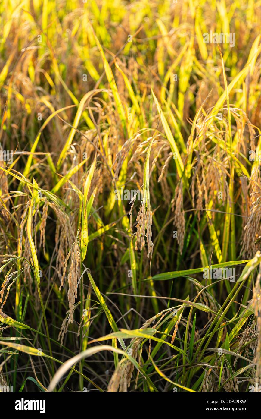 Rice in the paddy field that is ready for harvest in the evening Stock ...