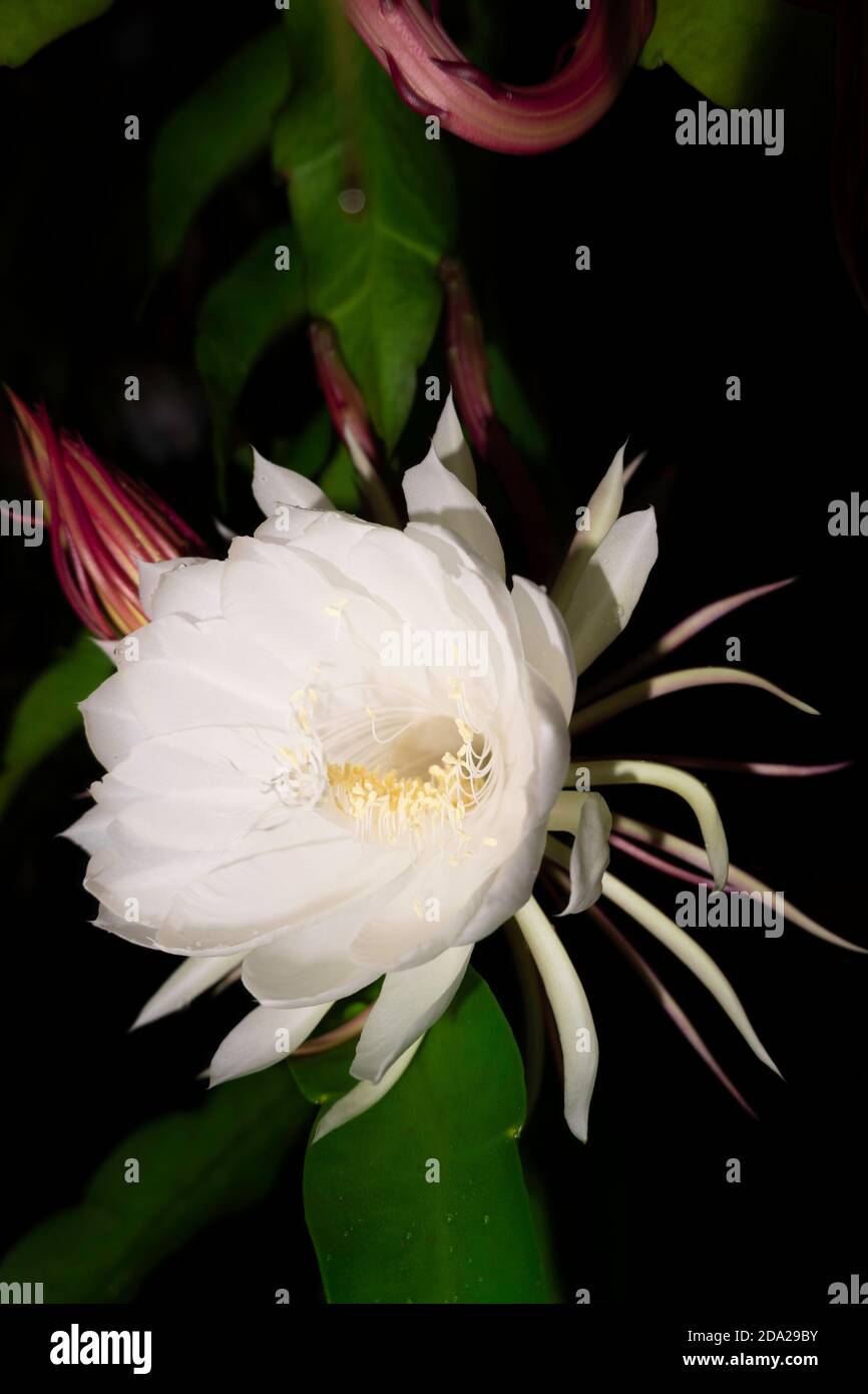 Wijaya kusuma plant hi-res stock photography and images - Alamy