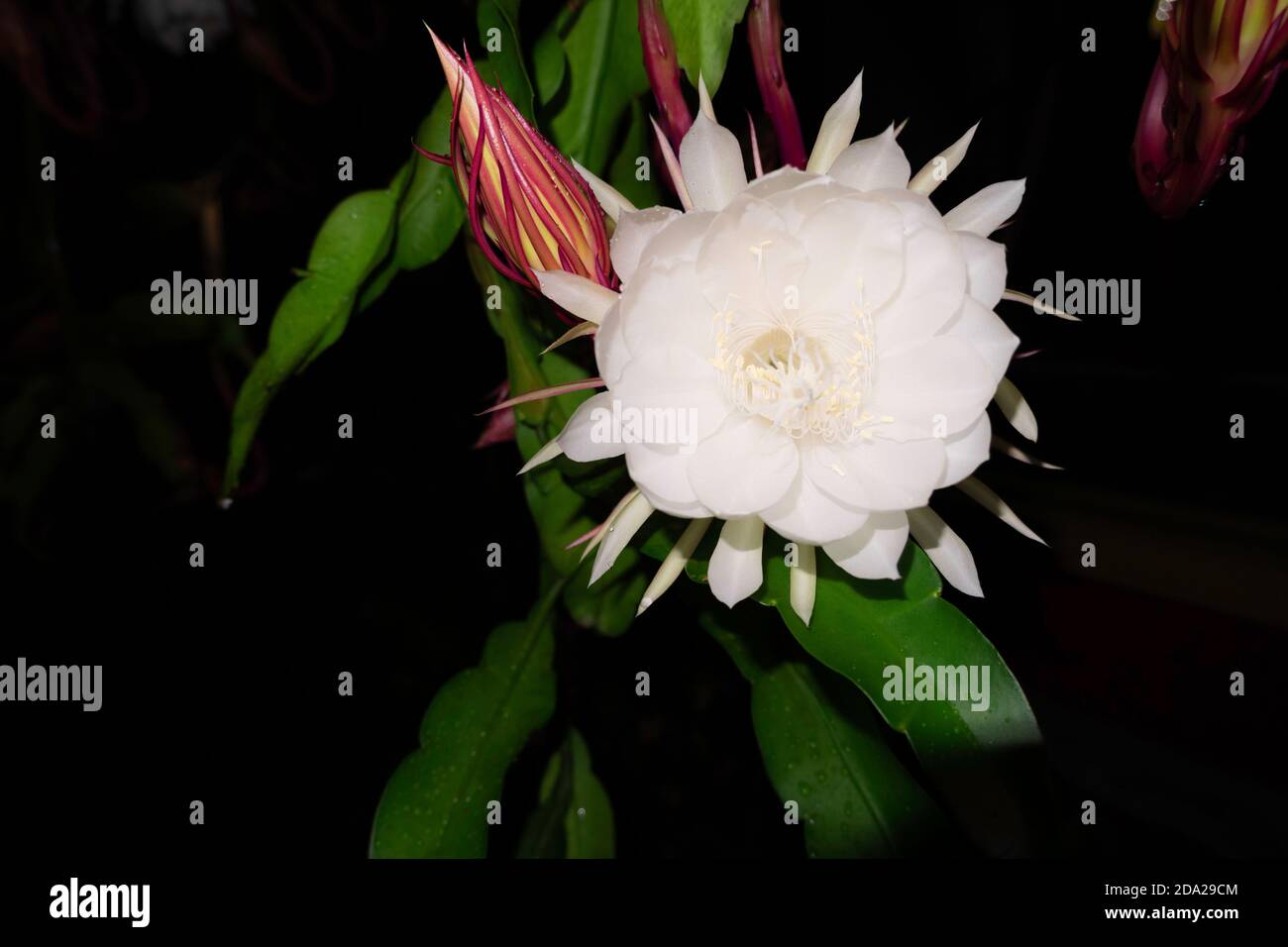 Wijaya kusuma plant hi-res stock photography and images - Alamy