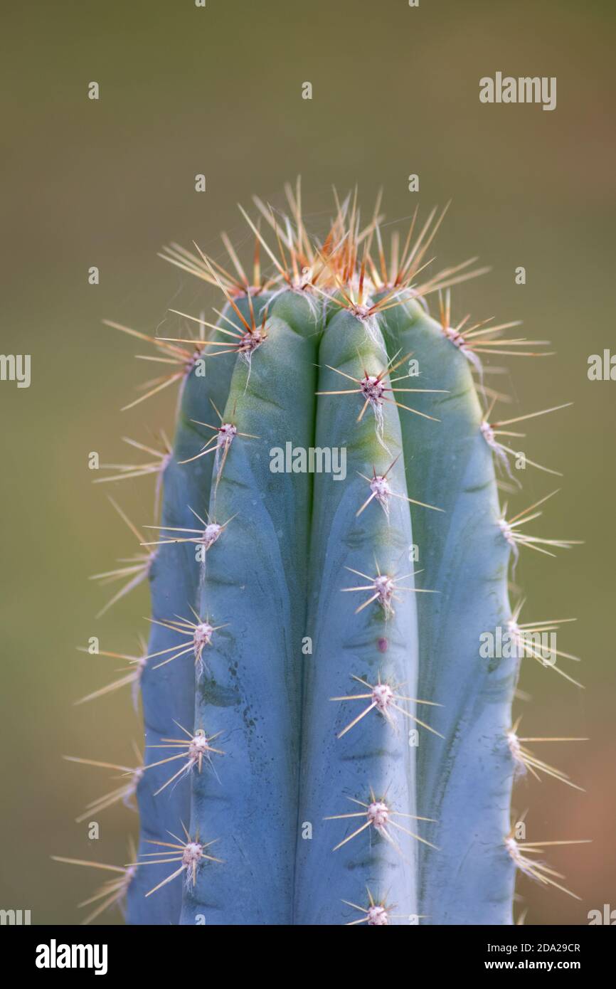 Green spiky cactus with long thorns is perfectly protected and adapted ...