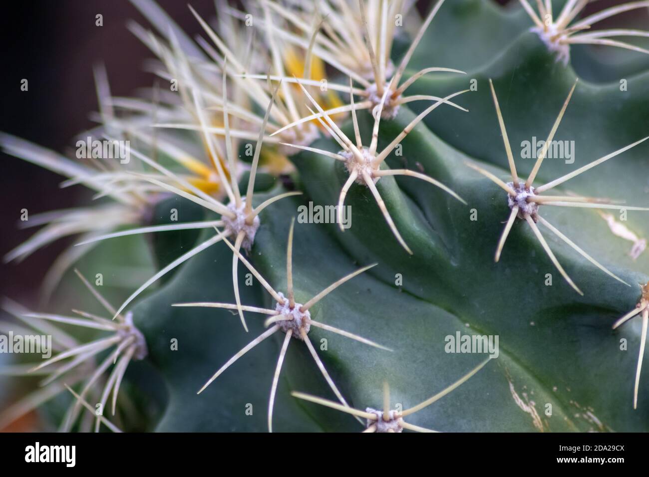 Green spiky cactus with long thorns is perfectly protected and adapted ...
