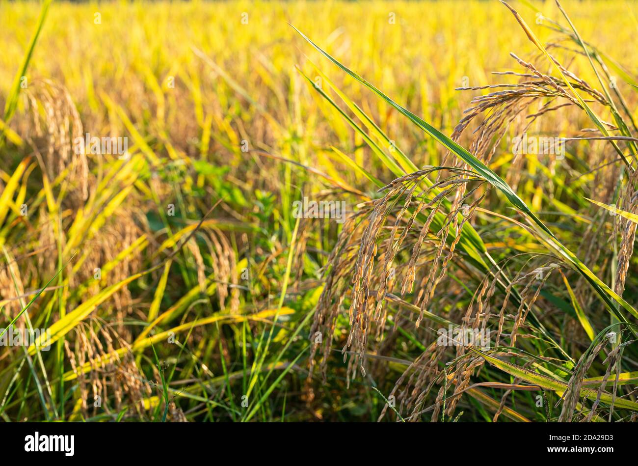 Rice in the paddy field that is ready for harvest in the evening Stock ...