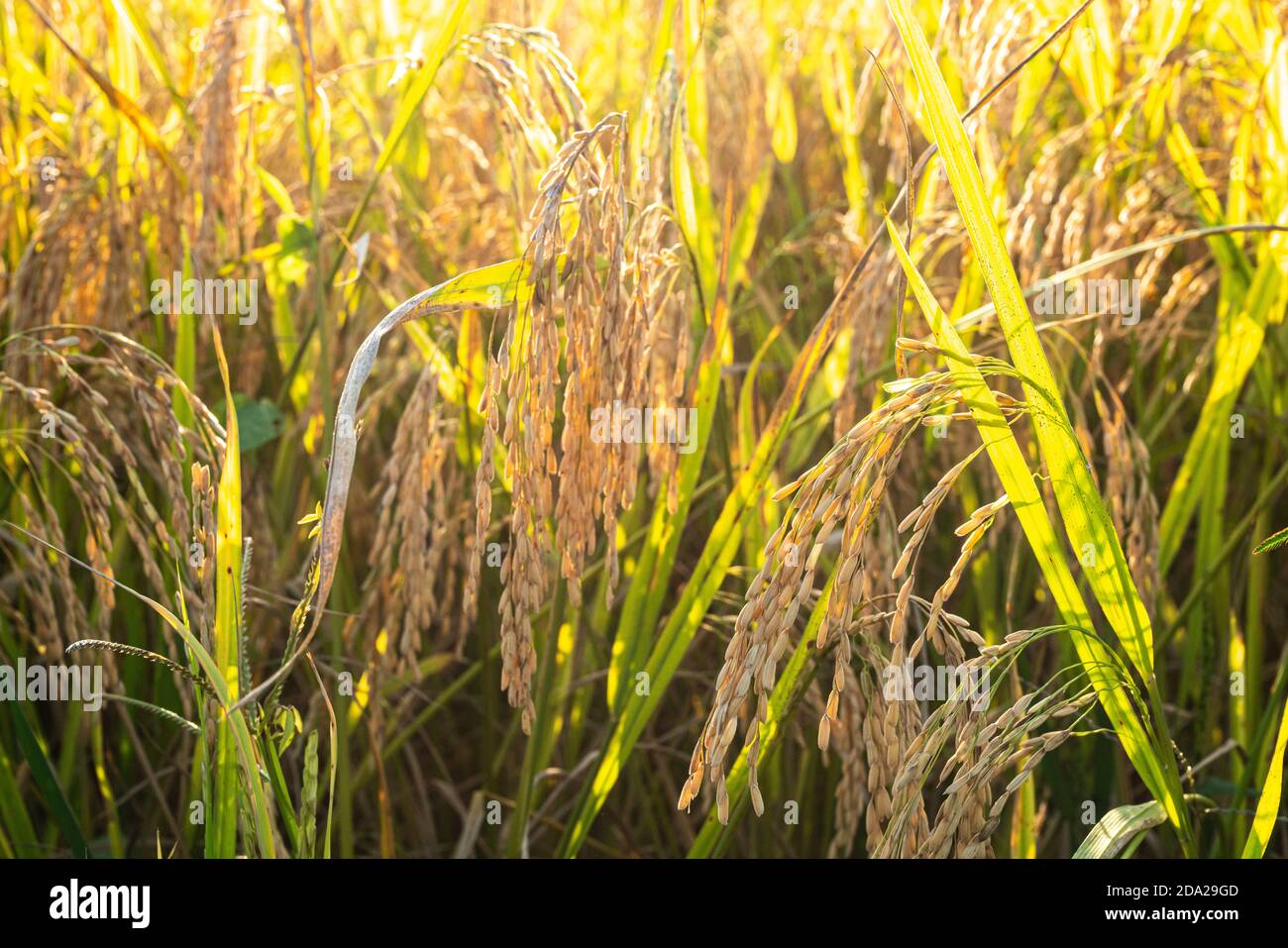 Rice in the paddy field that is ready for harvest in the evening Stock ...