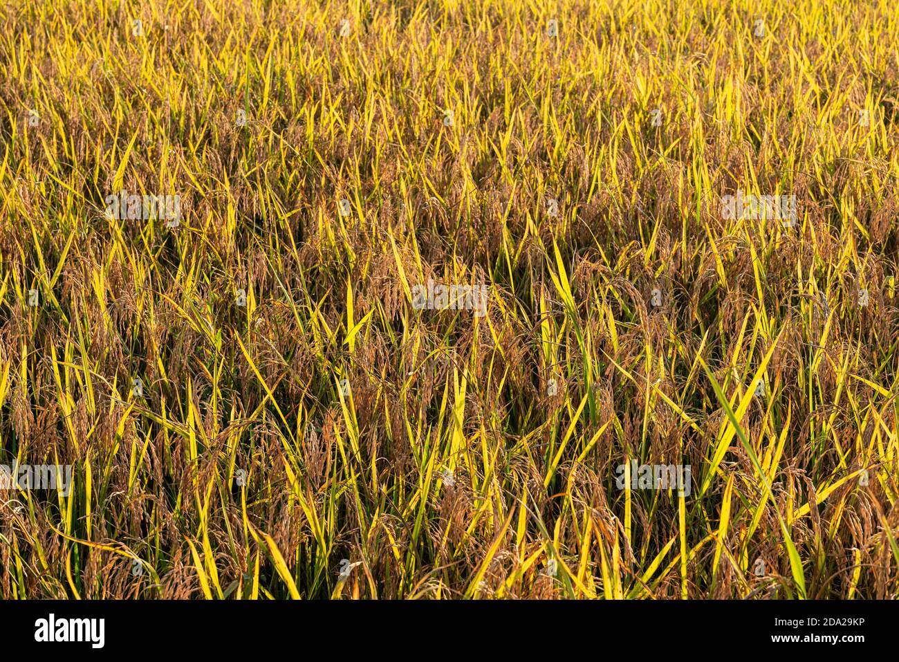 Rice in the paddy field that is ready for harvest in the evening Stock ...
