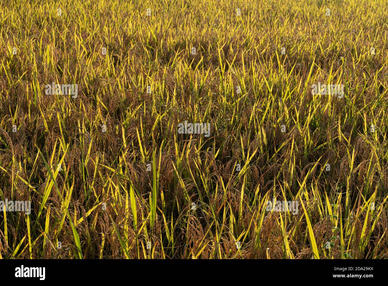 Rice in the paddy field that is ready for harvest in the evening Stock ...