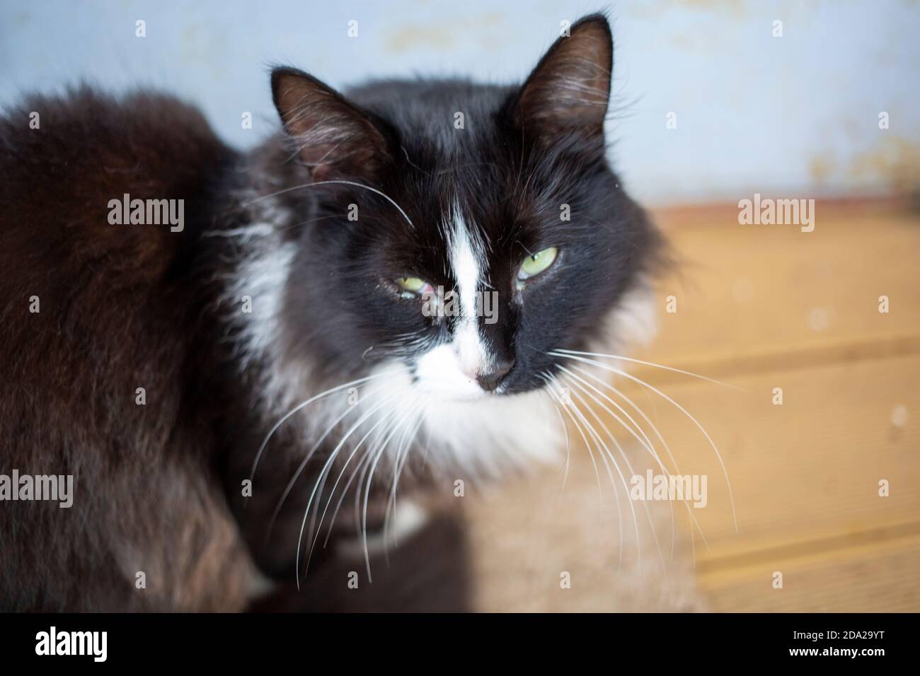 Portrait of a street cat with a festering sore eye Stock Photo - Alamy