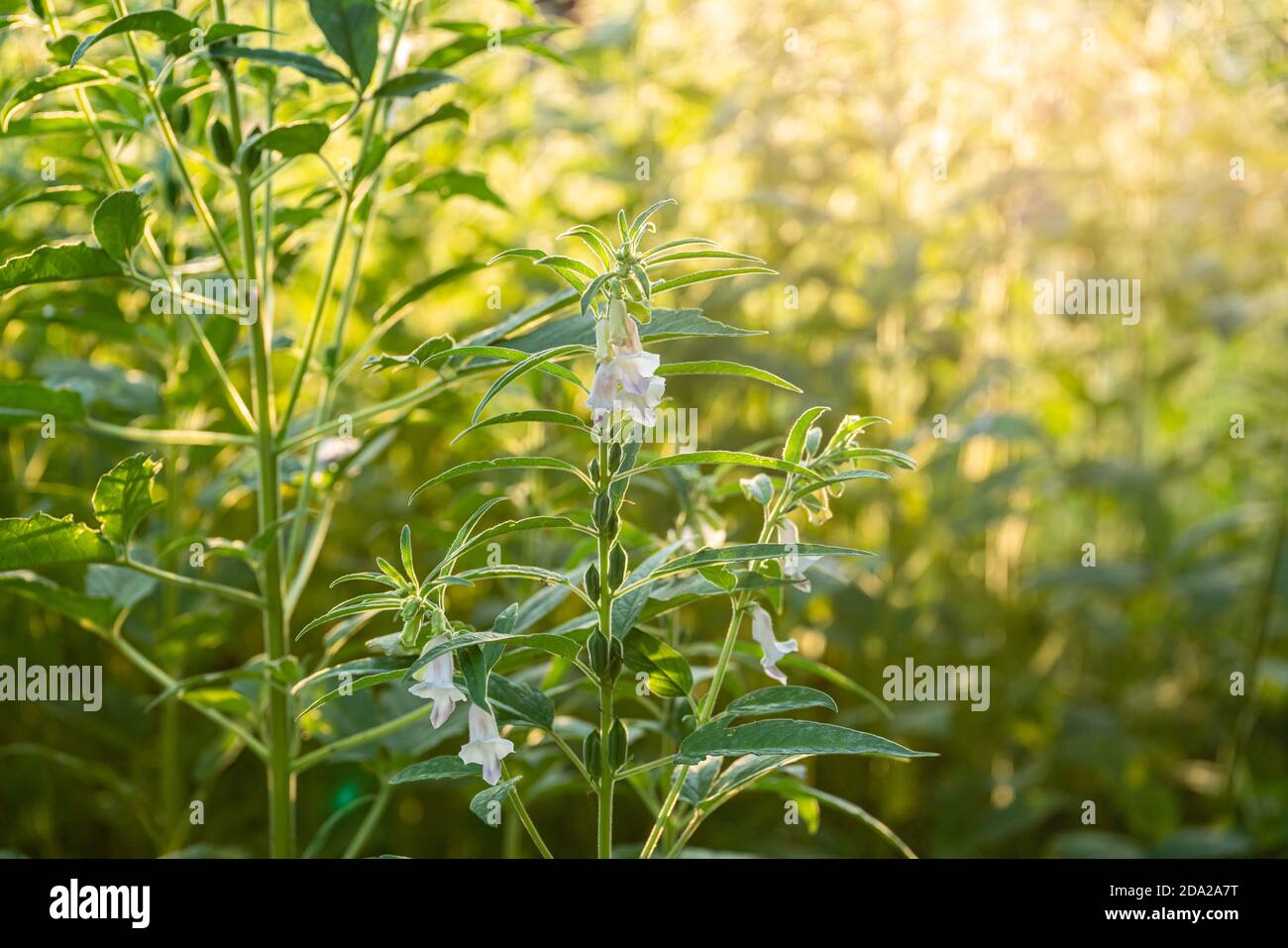 Farmland in the growth of sesame on tree in sesame plants Stock Photo ...