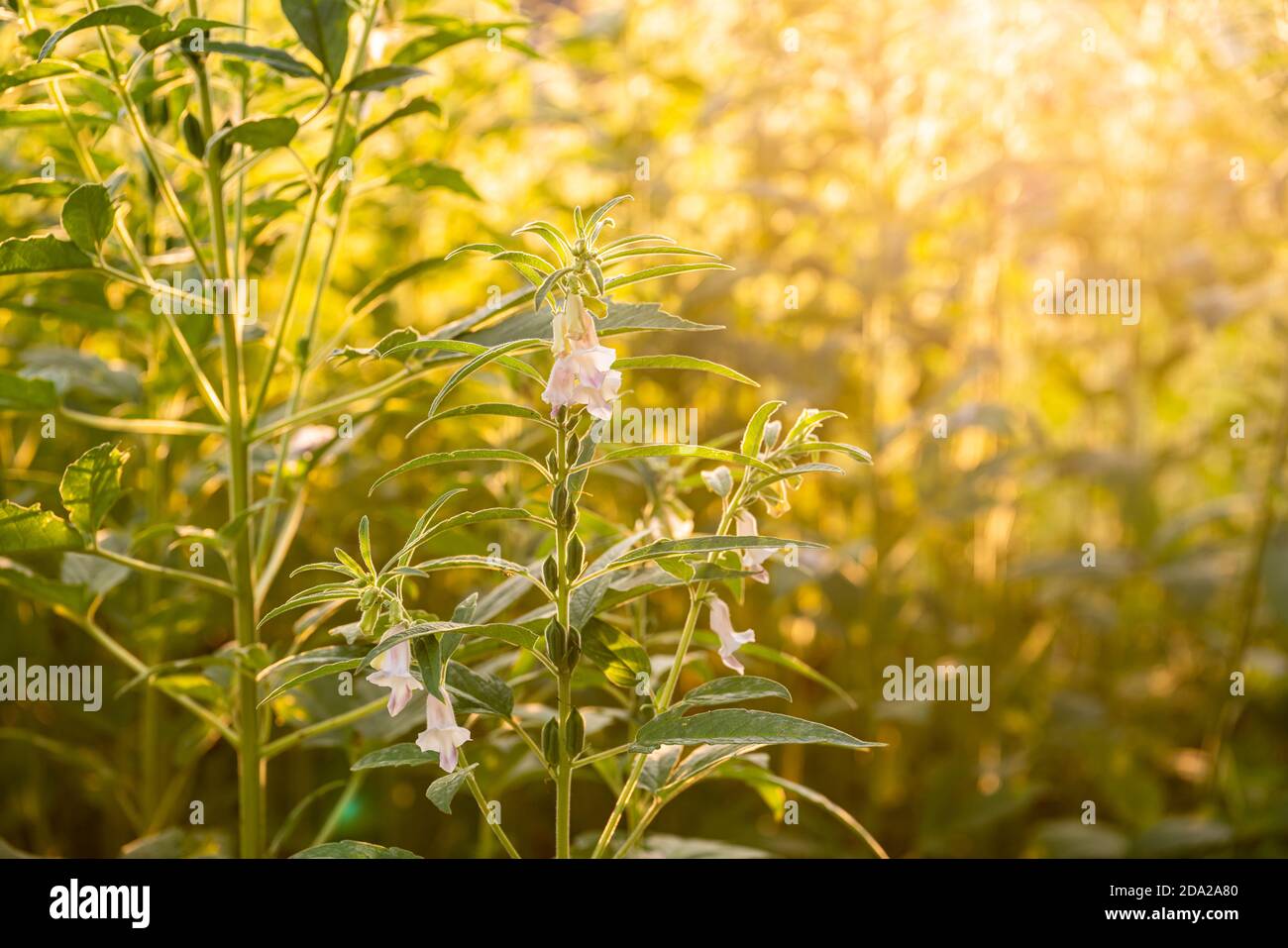 Farmland in the growth of sesame on tree in sesame plants Stock Photo ...