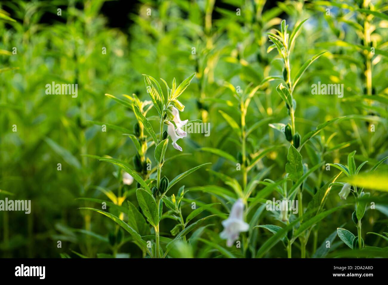 Farmland in the growth of sesame on tree in sesame plants Stock Photo ...