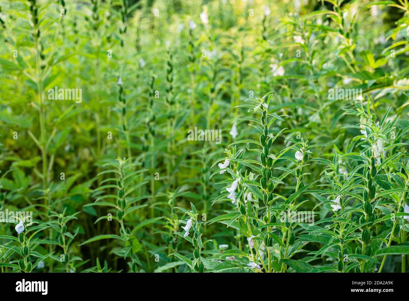 Farmland in the growth of sesame on tree in sesame plants Stock Photo ...