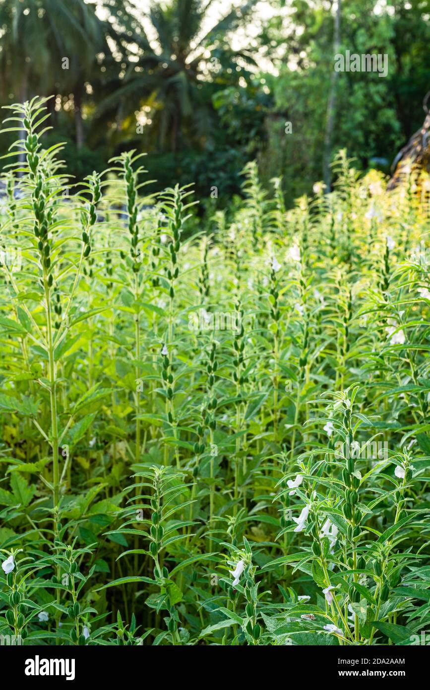 Farmland in the growth of sesame on tree in sesame plants Stock Photo ...