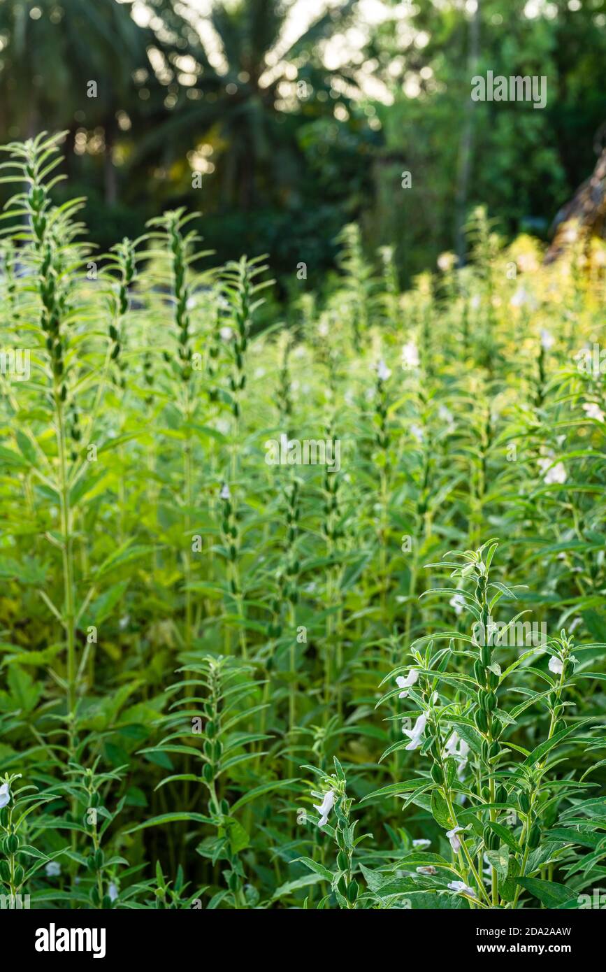 Farmland in the growth of sesame on tree in sesame plants Stock Photo ...