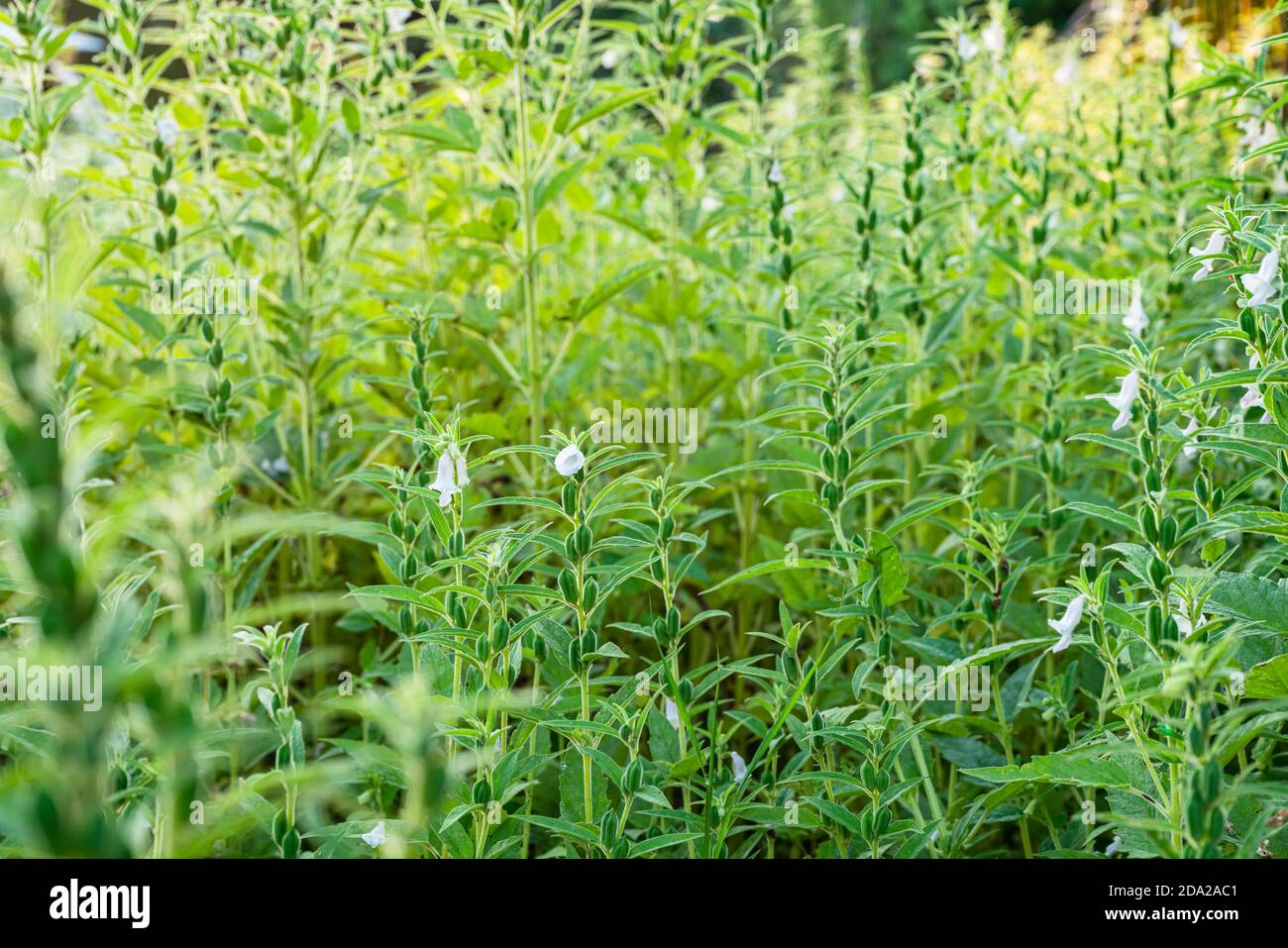 Farmland in the growth of sesame on tree in sesame plants Stock Photo ...