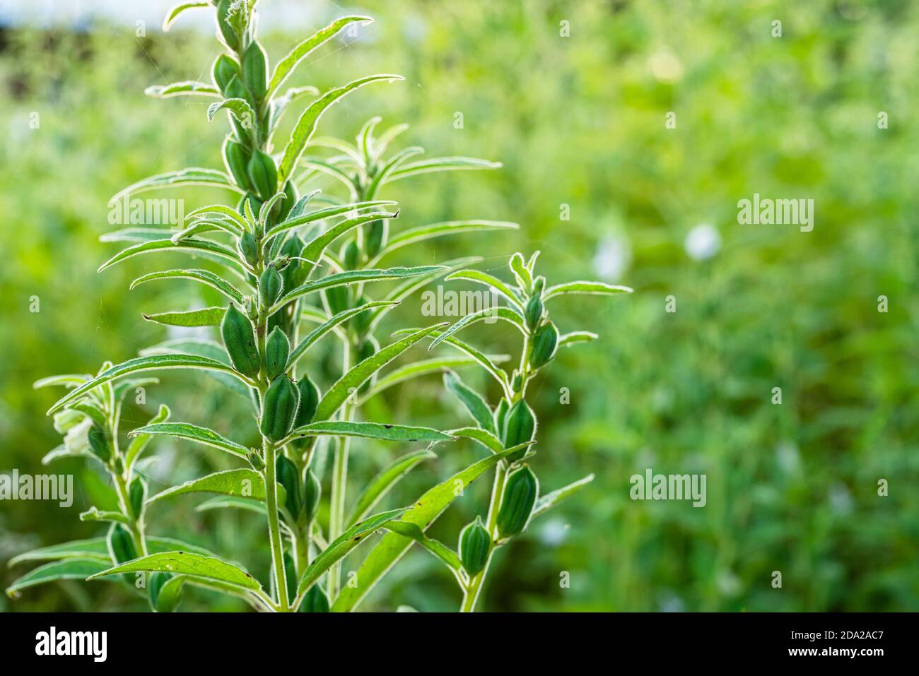 Farmland in the growth of sesame on tree in sesame plants Stock Photo ...