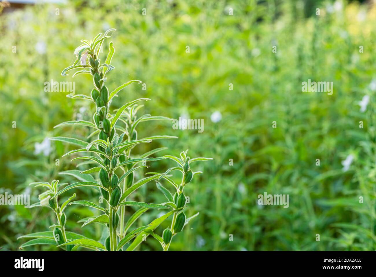 Sesame plants hi-res stock photography and images - Alamy