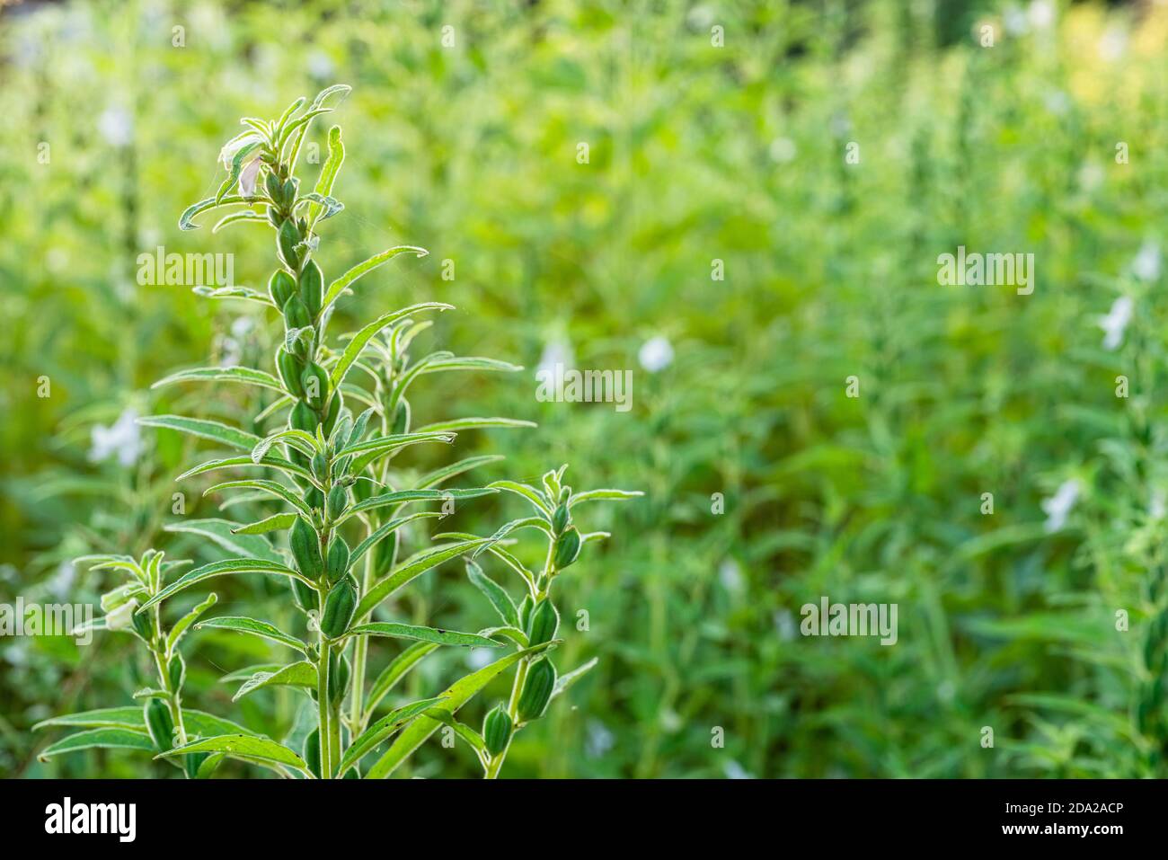 Farmland in the growth of sesame on tree in sesame plants Stock Photo ...