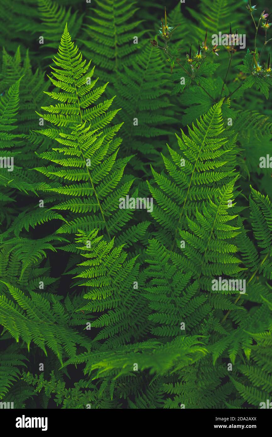 beautiful green fern screensaver on your phone , wildlife Stock Photo ...